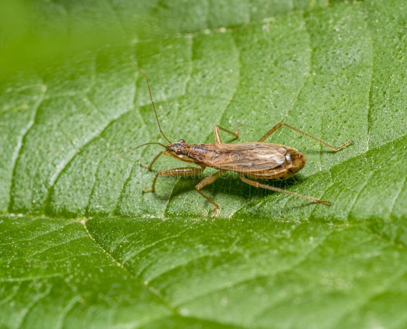 Common Damsel Bug stock image. Image of hemiptera, leaf - 284215291