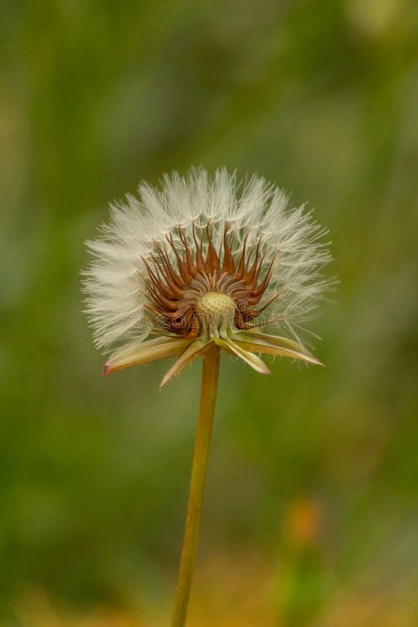 Common Dandelion: Plant Macro Photography Stock Image - Image of shots ...