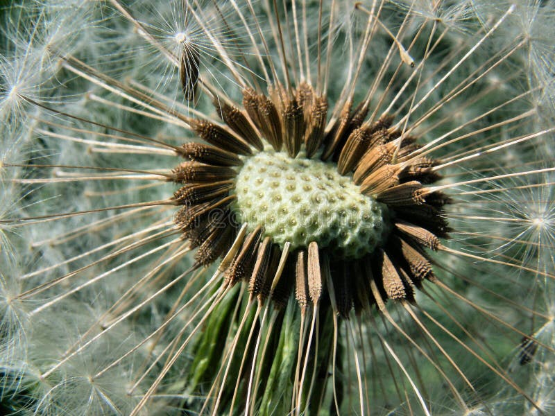 Common Dandelion Seed Head stock image. Image of common - 316029593