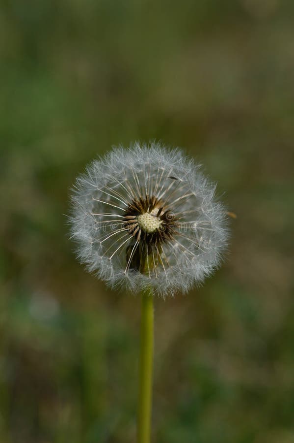 Common dandelion seed head stock photo. Image of seeds - 213003874
