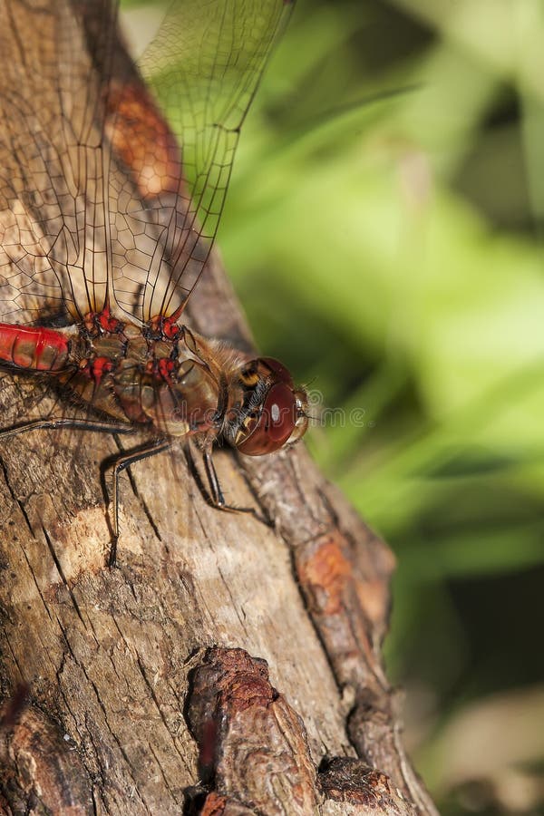 Common Darter stock photo. Image of dragonfly, blue, common - 26509408