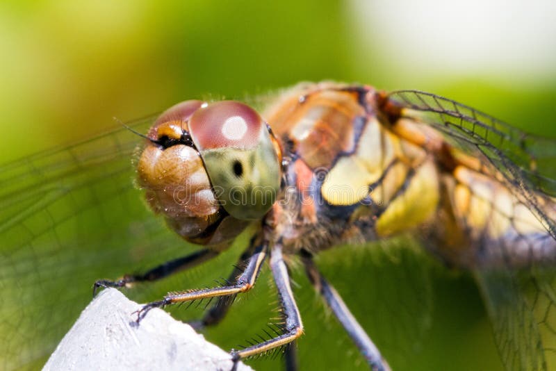 Common Darter stock image. Image of predator, close, dragonfly - 27695423