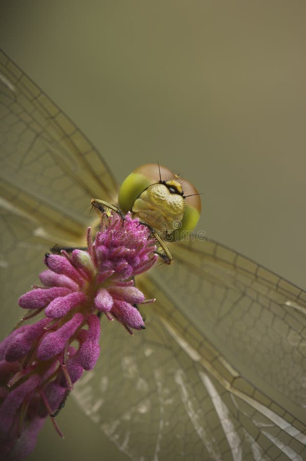 Common Darter Dragonfly stock photo. Image of odonata - 25139412