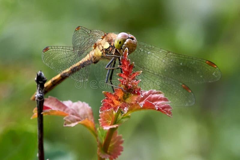 Common darter dragonfly stock photo. Image of wings - 325960388