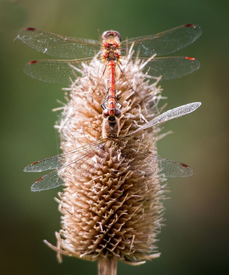 Common Darter Pair stock photo. Image of green, darter - 67049366