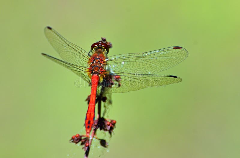 Common Darter Red Dragonfly on Grass. Stock Photo - Image of outdoors ...