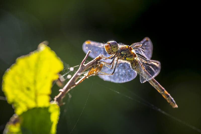 Common Darter Sympetrum Striolatum Female Stock Photo - Image of ...