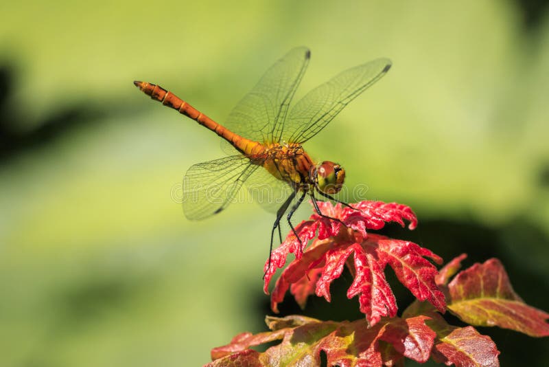 Common Darter Sympetrum Striolatum Front Stock Photo - Image of skimmer ...