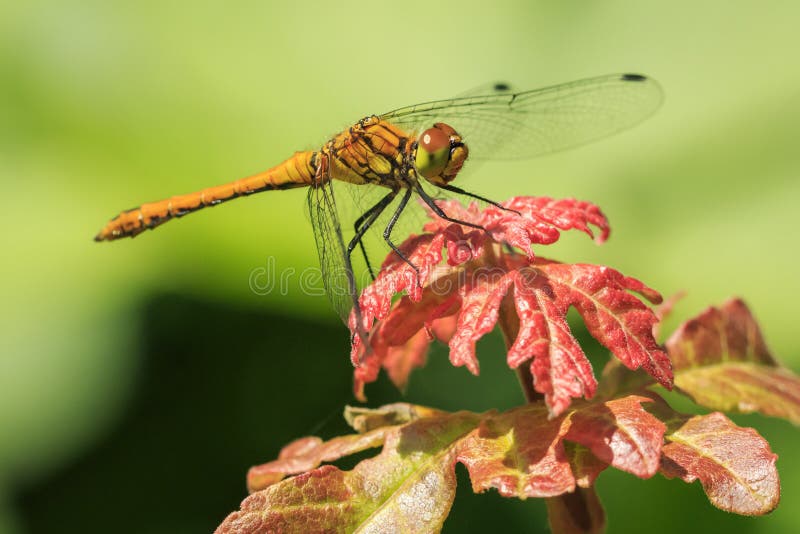Common Darter Sympetrum Striolatum Front Stock Photo - Image of darter ...