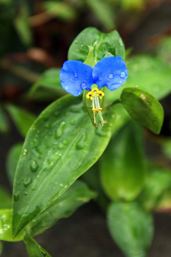 Common Dayflower, or Commelina Communis Flower in a Garden Stock Photo ...