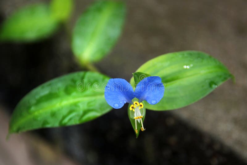 Common Dayflower, or Commelina Communis Flower in a Garden Stock Photo ...
