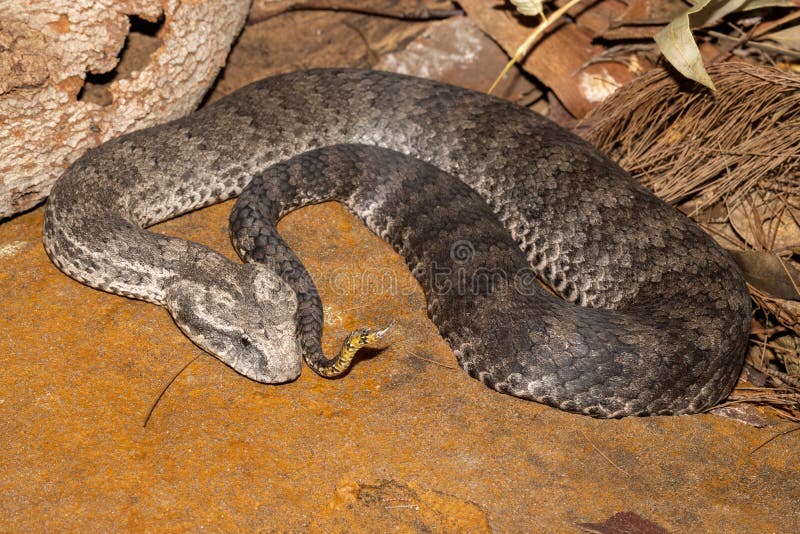 Common Death Adder stock photo. Image of elapid, nature - 228408138