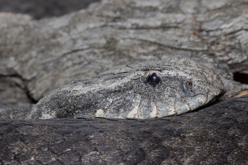 Common Death Adder stock photo. Image of common, close - 226157986