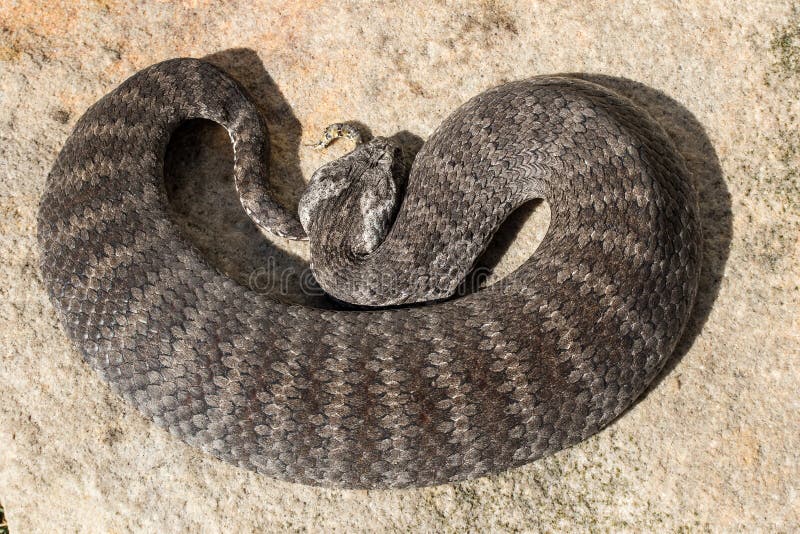 Common Death Adder stock photo. Image of acanthophis - 188482742