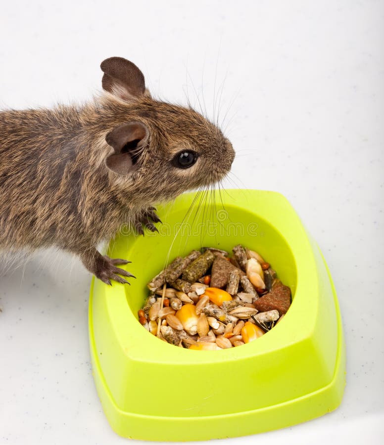 Common Degu, Brush-Tailed Rat, Octodon Degus Stock Image - Image of ...