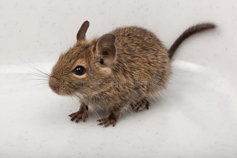 Common Degu, Brush-Tailed Rat, Octodon Degus Stock Image - Image of ...