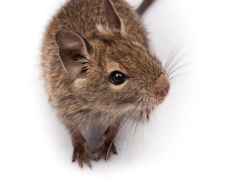 Common Degu, Brush-Tailed Rat, Octodon Degus Stock Image - Image of ...