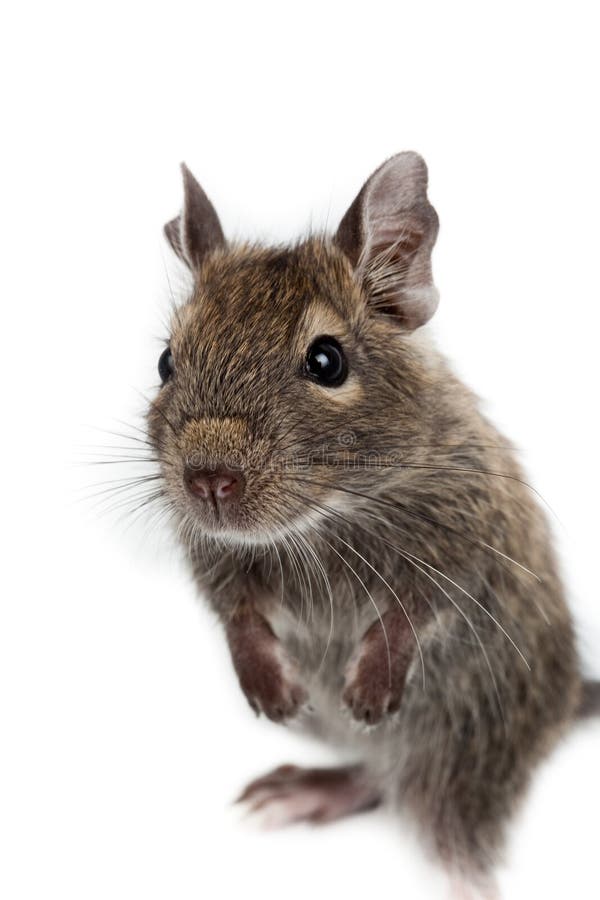 Common Degu, Brush-Tailed Rat, Octodon Degus Stock Photo - Image of ...