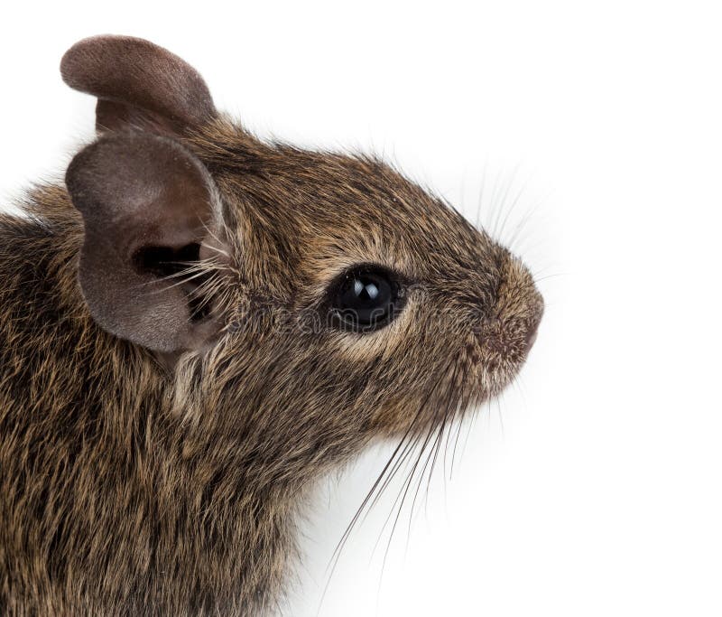 Common Degu, Brush-Tailed Rat, Octodon Degus Stock Photo - Image of ...