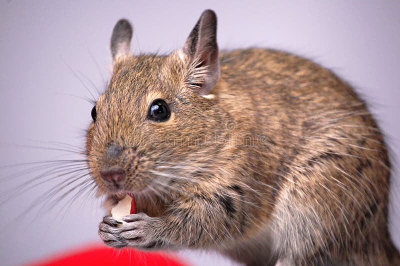 Common Degu, Brush-Tailed Rat, Octodon Degus Stock Photo - Image of ...