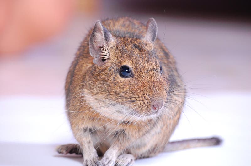 Common Degu, Brush-Tailed Rat, Octodon Degus Stock Image - Image of ...