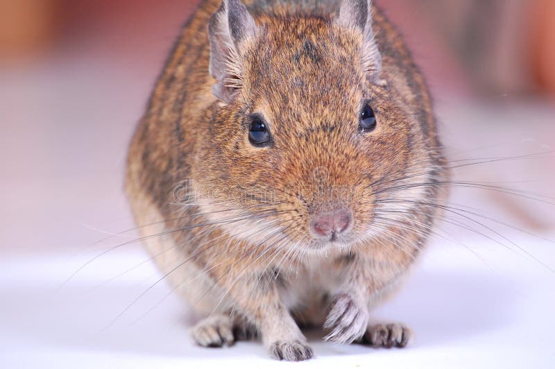 Common Degu, Brush-Tailed Rat, Octodon Degus Stock Photo - Image of ...