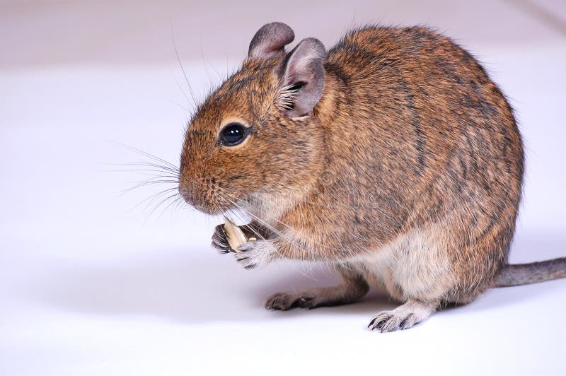Rodent stock photo. Image of degus, pretty, amusing, look - 22065130