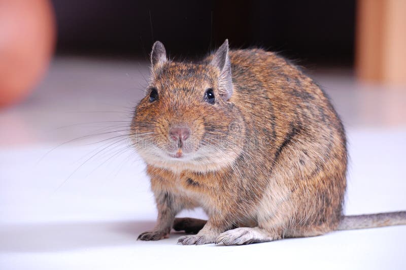 Common Degu, Brush-Tailed Rat, Octodon Degus Stock Image - Image of ...