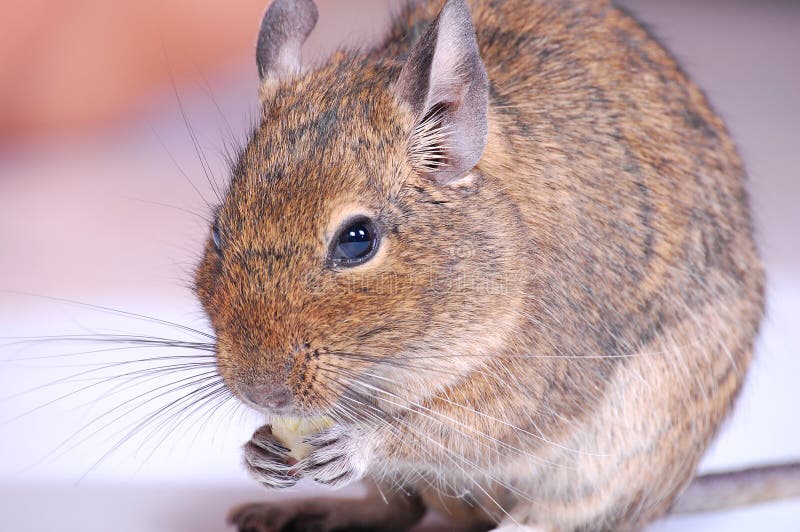 Common degu stock photo. Image of brush, eating, chile - 24092524