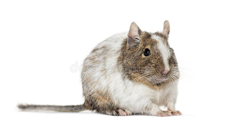 Common Degu, Octodon Degus, Isolated on White Stock Image - Image of ...