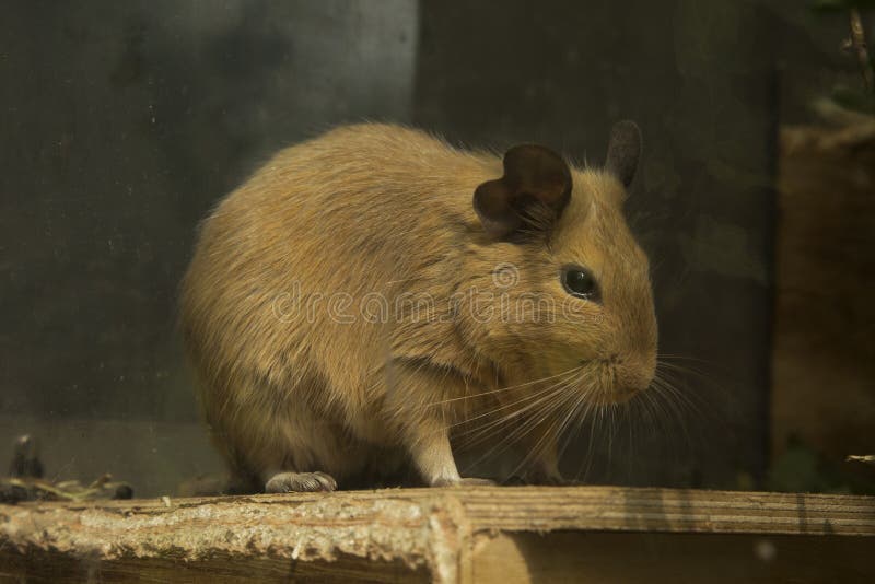 The Common Degu Octodon Degus. Stock Image - Image of environment, wild ...