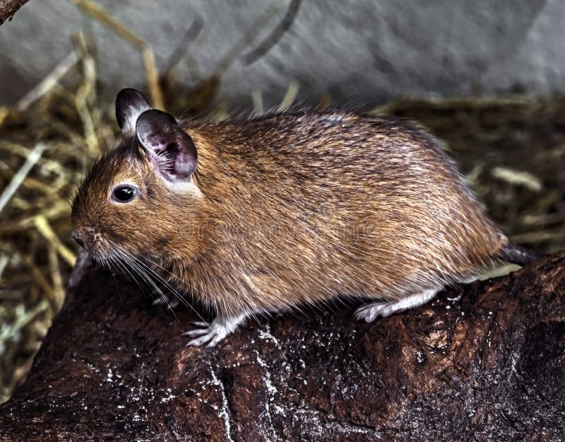 Common degu on the stone 2 stock image. Image of ecology - 269090125