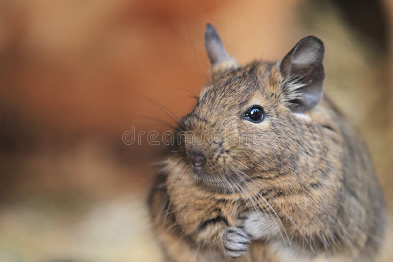 Common degu stock photo. Image of octodon, eating, nature - 24092524