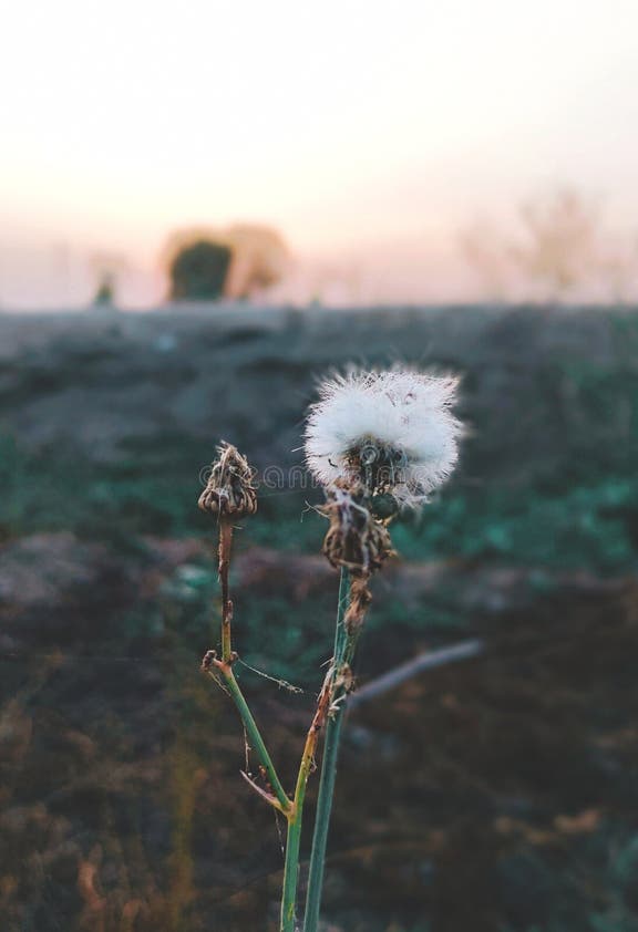 Common dandelions flower stock image. Image of twig - 275271005