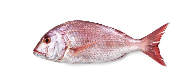 Common Dentex Photos - Free & Royalty-Free Stock Photos from Dreamstime