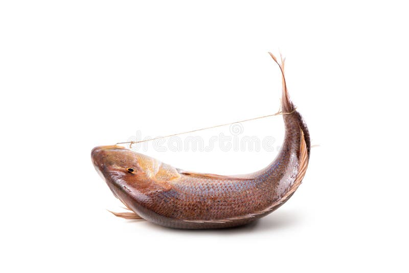 Dentice Dentex Stock Photos - Free & Royalty-Free Stock Photos from ...