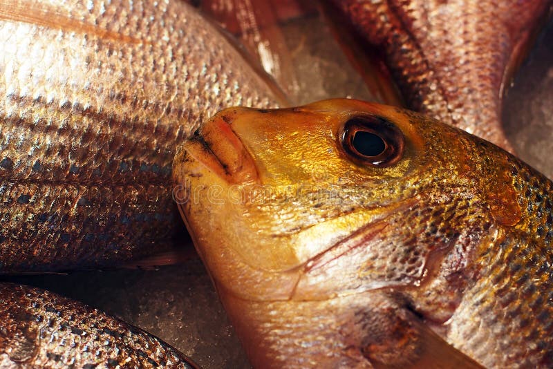 Common Dentex, Dentex Dentex, Undersea, Mediterranean Sea, Cape of ...