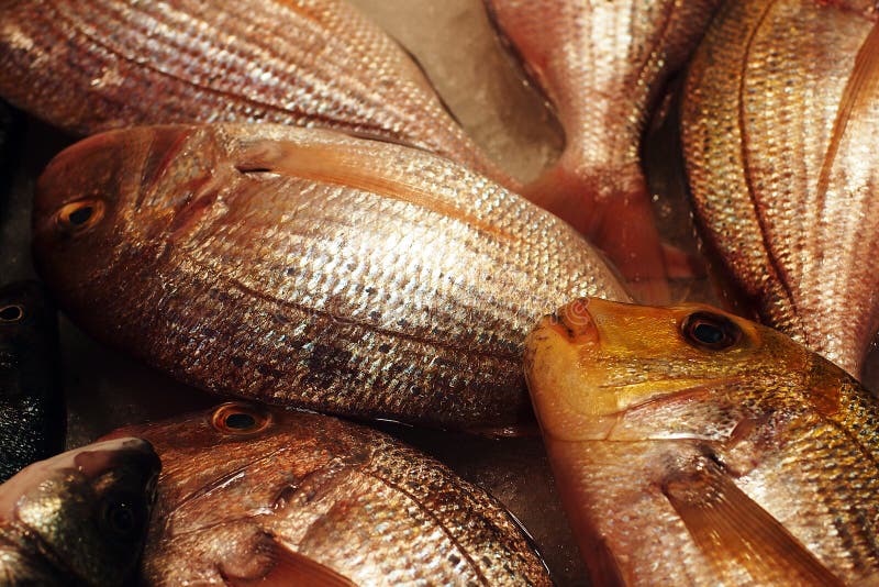 Common Dentex Stock Photos - Free & Royalty-Free Stock Photos from ...