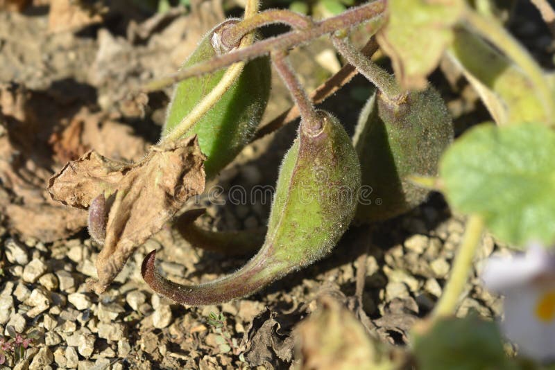 Common devils claw stock photo. Image of nature, goats - 268756948