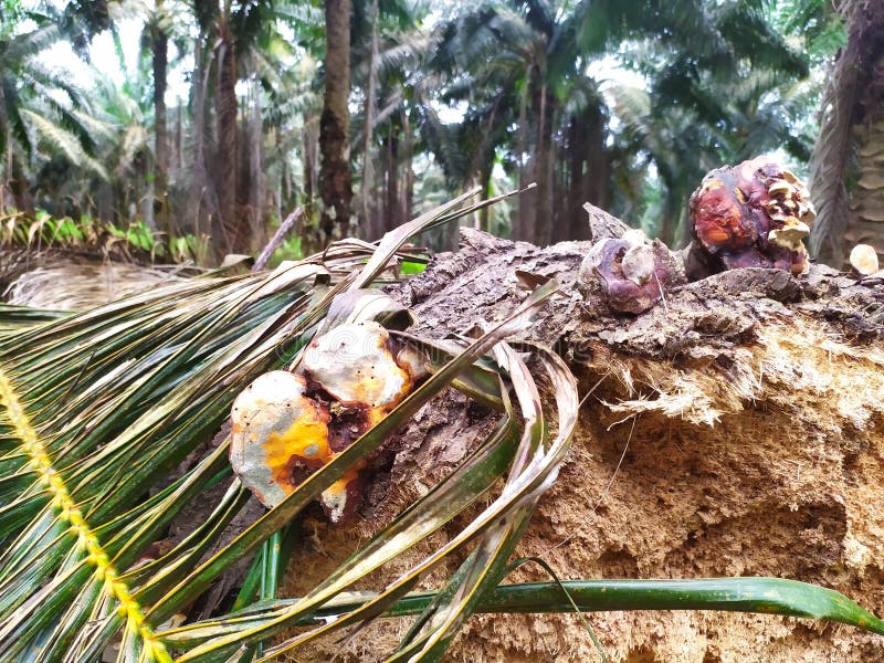 Common Disease Ganoderma in Palm Oil Plantation Stock Image - Image of ...