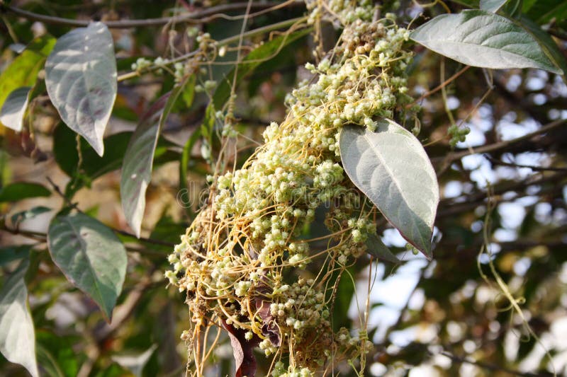 Common Dodder (Cuscuta Chinensis Lam.) in Bloom Time. Stock Image ...