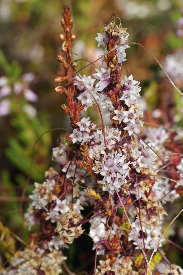 Common Dodder stock image. Image of britain, pink, moor - 36192717