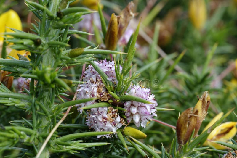 Common Dodder stock image. Image of britain, pink, moor - 36192717