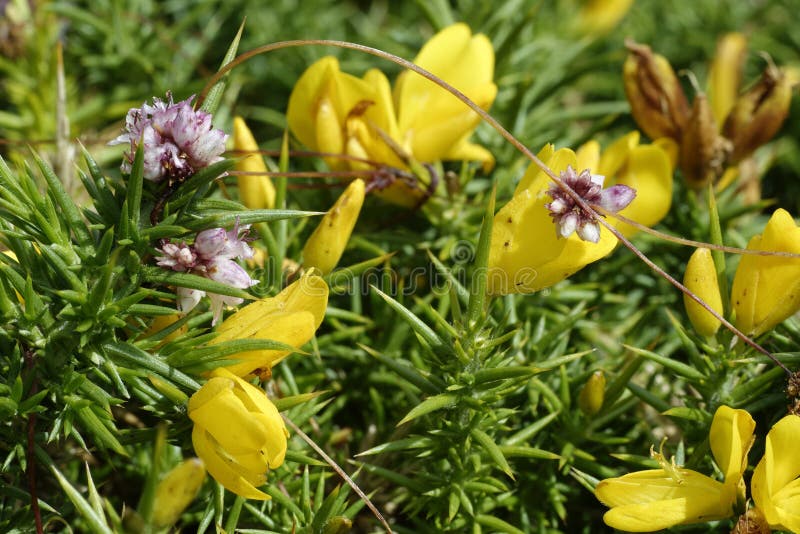 Common Dodder stock image. Image of nature, gallii, flora - 229444481
