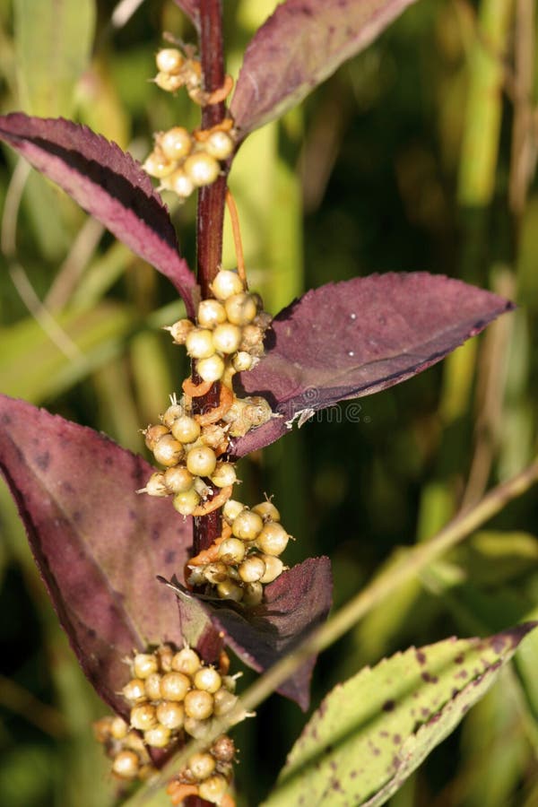 Common Dodder with Seed Capsules 605468 Stock Image - Image of ...