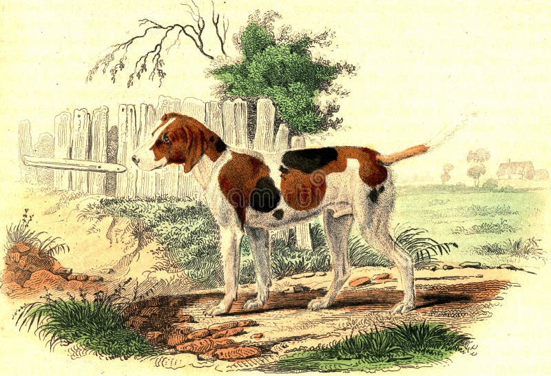 The Common Dog, Vintage Engraving Stock Illustration - Illustration of ...