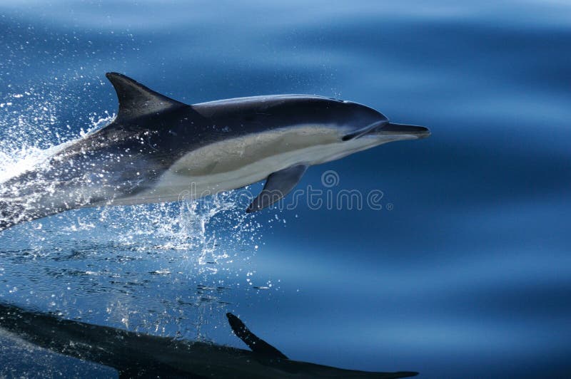 COMMON DOLPHIN 1 of 4 stock image. Image of water, africa - 21650583