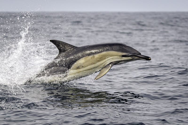 Common Dolphin in Action, Kerry, Wild Atlantic Way, Ireland Stock Photo ...