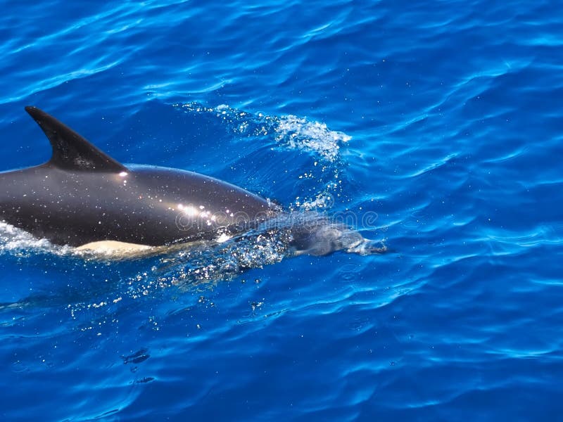 Common Dolphin Delphinus Delphis Swimming in Deep Blue See Stock Photo ...