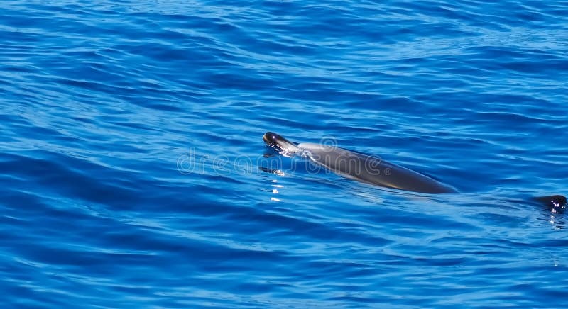 Common Dolphin Delphinus Delphis Swimming in Deep Blue See Stock Photo ...